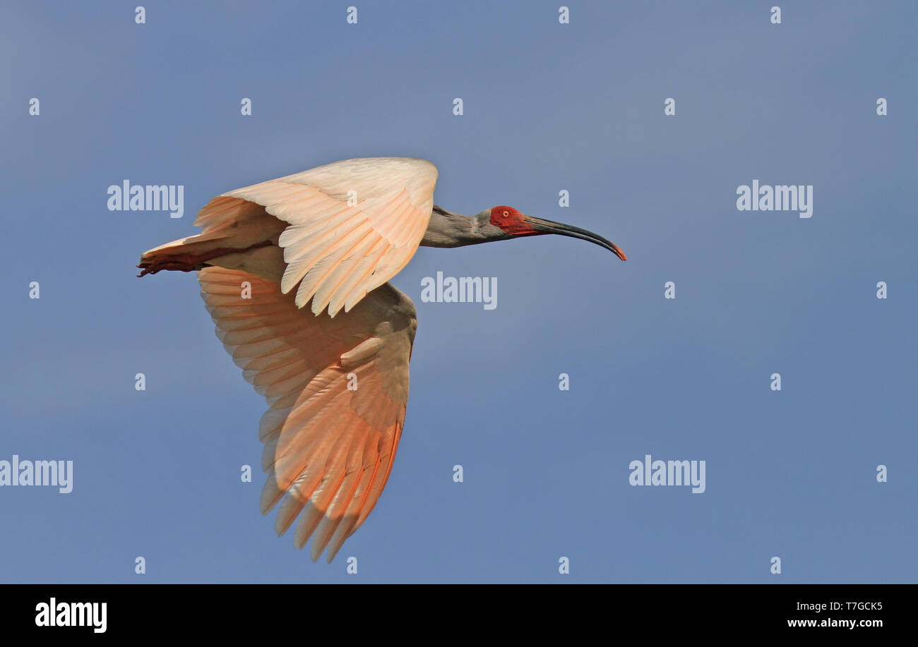 Wild Japanese Crested ibis (Nipponia nippon) in flight in China. A ...