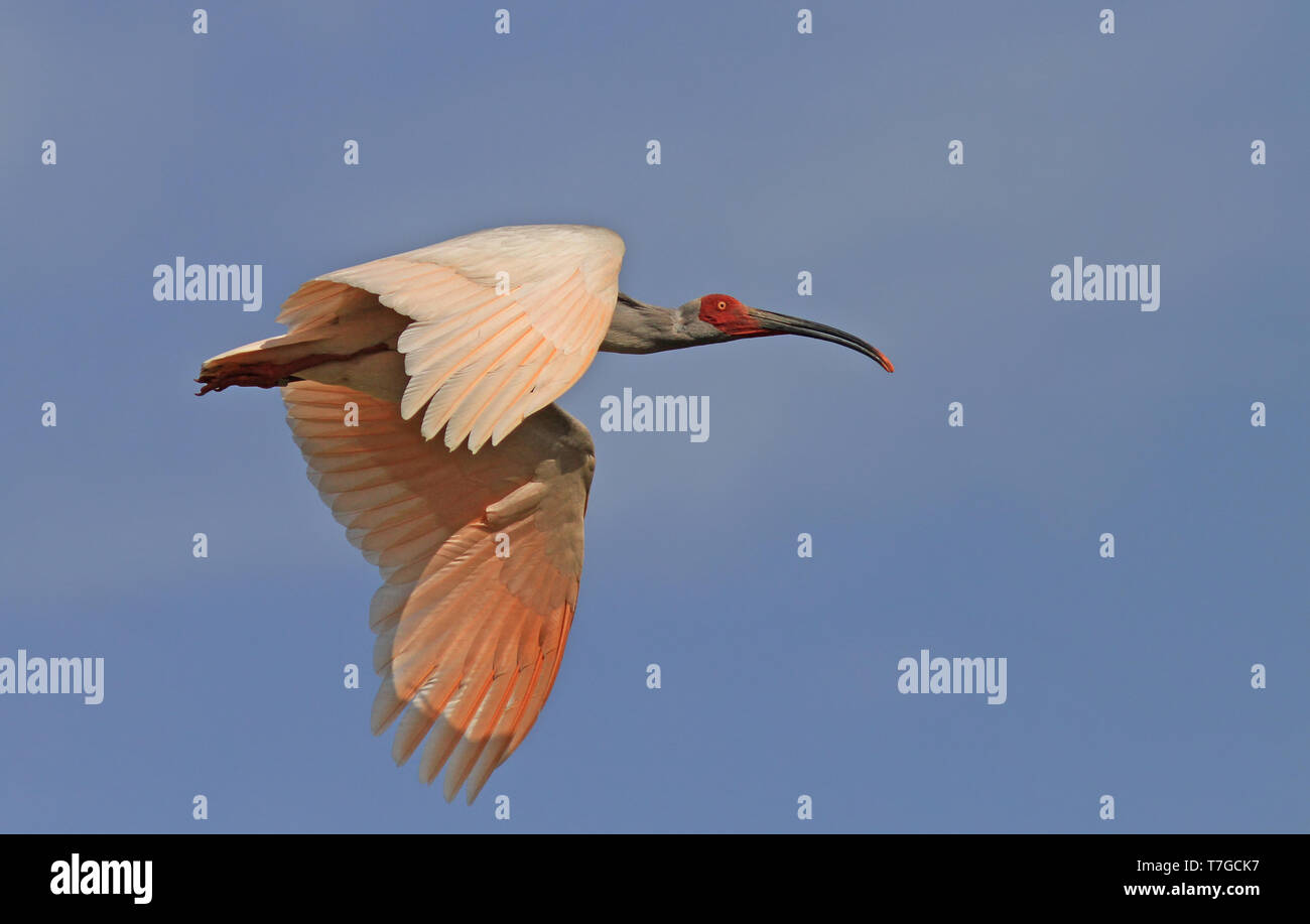 China crested ibis hi-res stock photography and images - Alamy