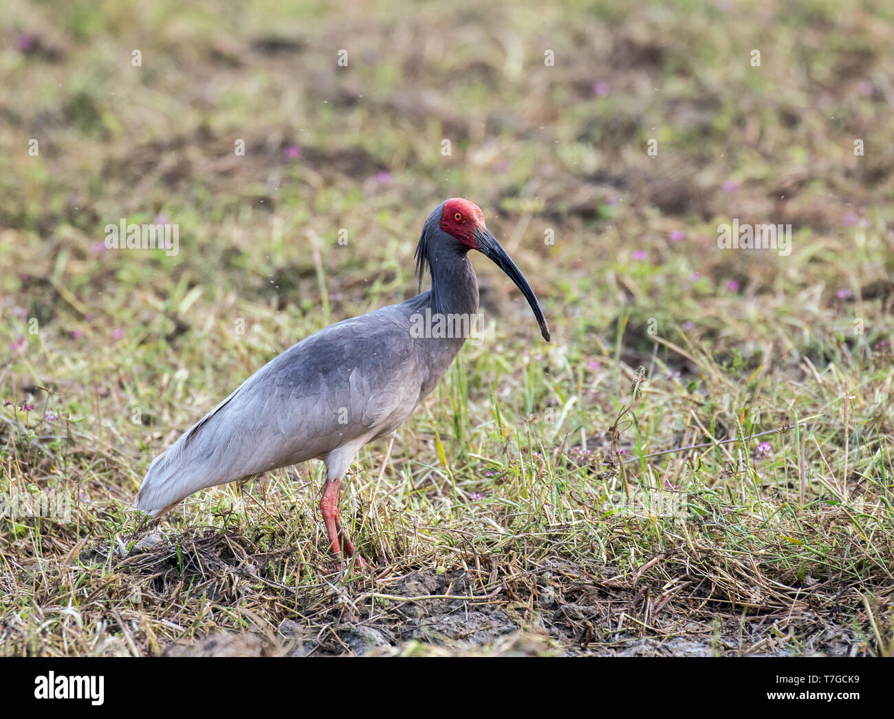 Asian Crested Ibis