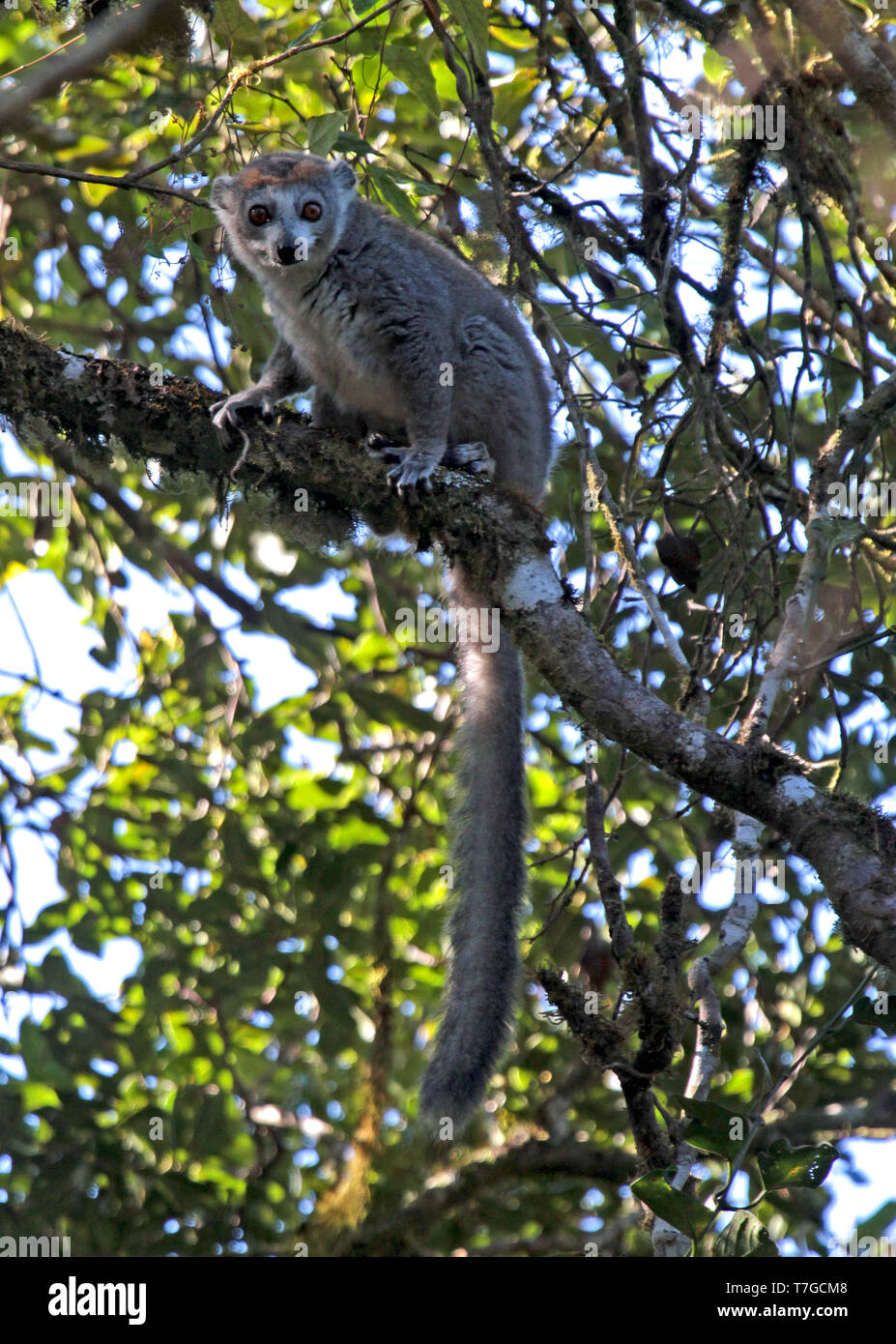 Perched crowned lemur hi-res stock photography and images - Alamy
