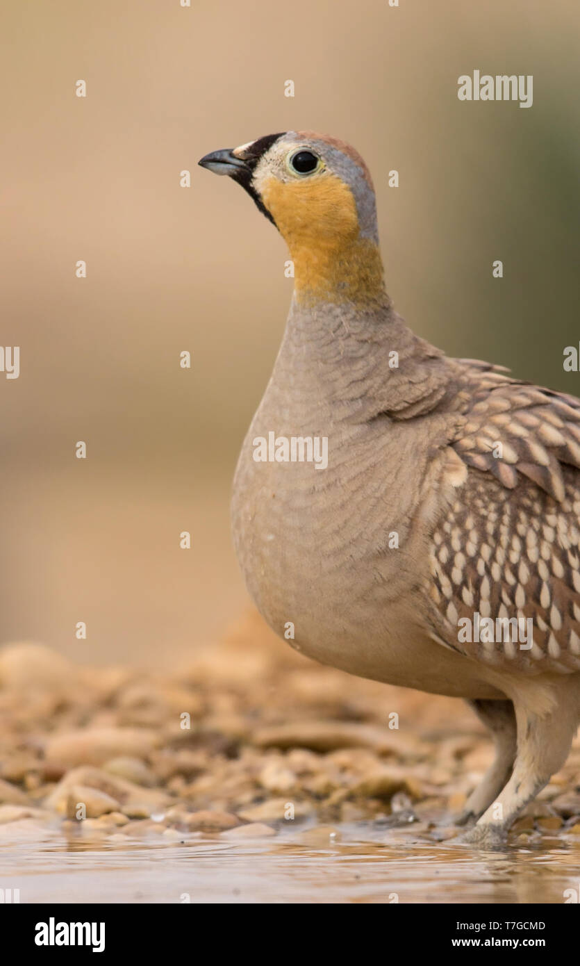 Male Crowned Sandgrouse (Pterocles coronatus) at drinking pool in ...