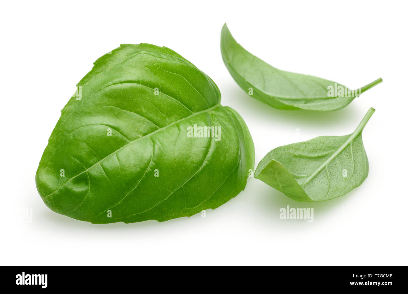 Fresh green basil leaves isolated on white background Stock Photo - Alamy