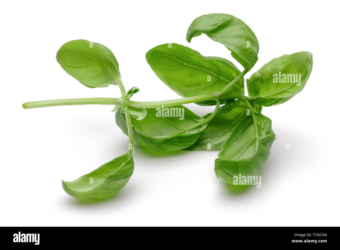 Branch of green basil leaves isolated on white background Stock Photo ...