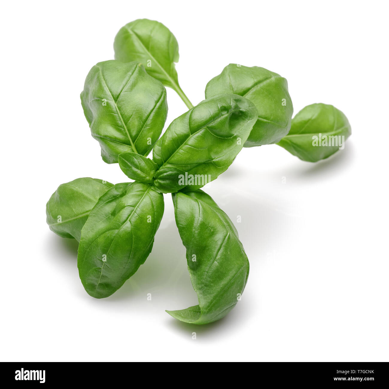 Branch of green basil leaves isolated on white background Stock Photo ...