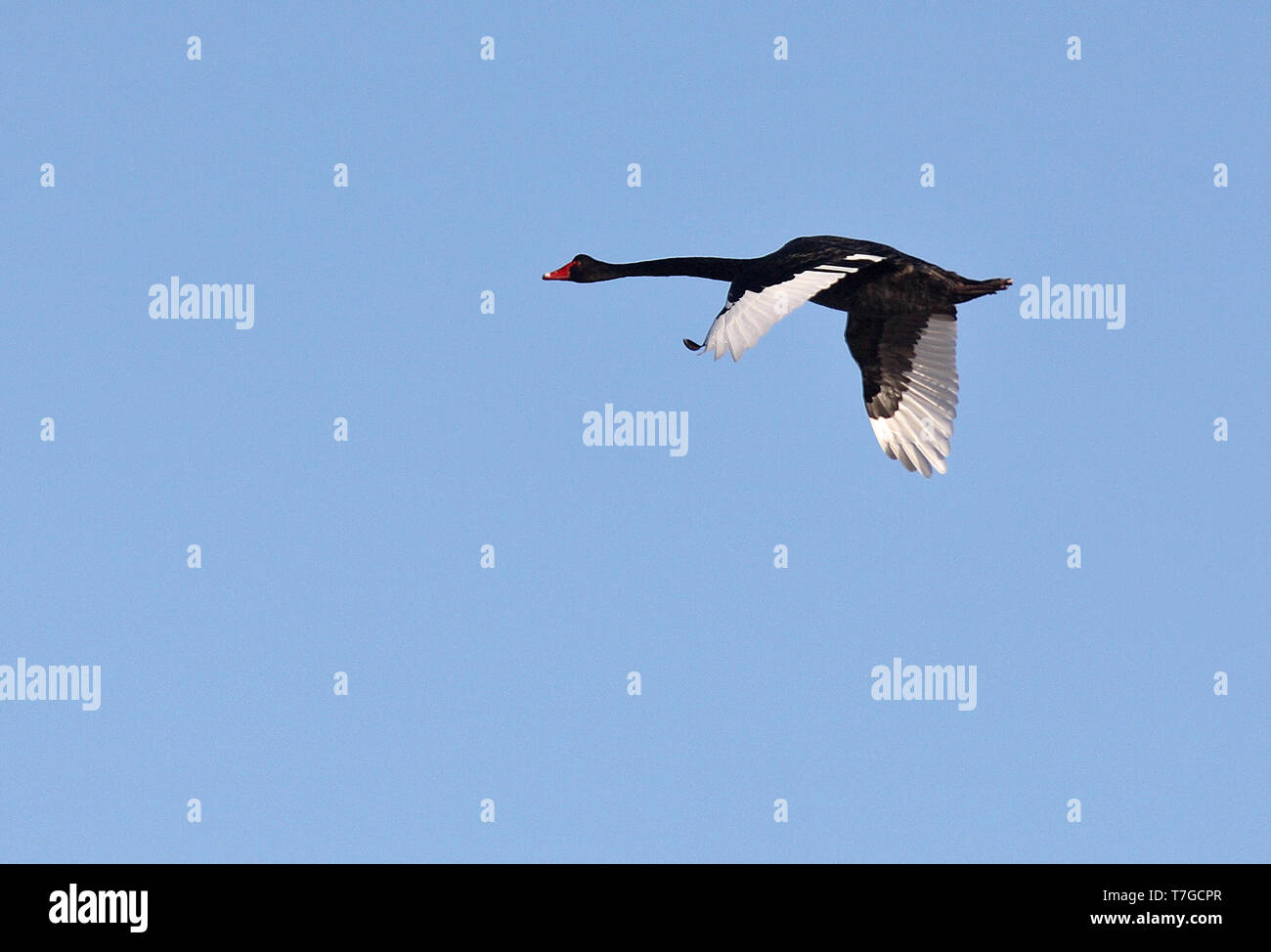 Adult Black Swan (Cygnus atratus) in flight Stock Photo - Alamy