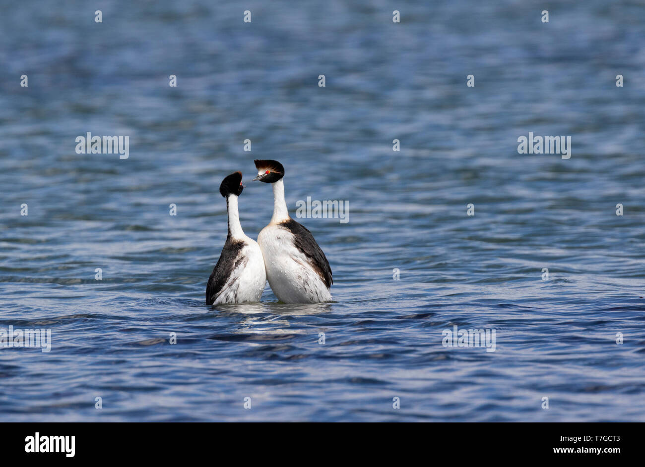 Hooded grebe displaying hi-res stock photography and images - Alamy