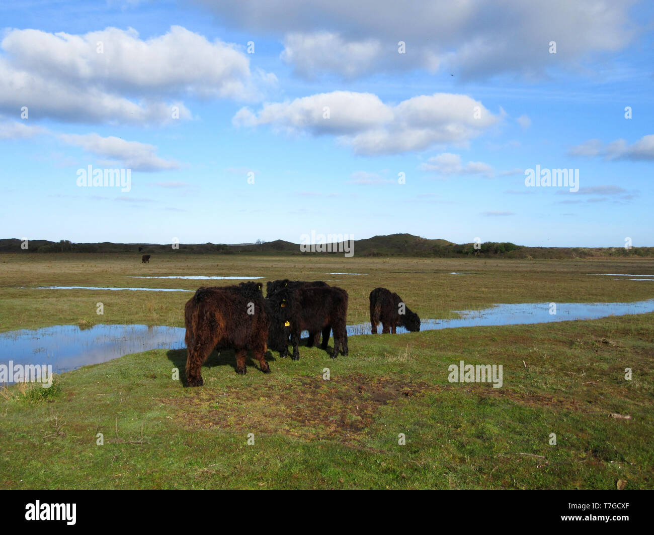 Freshwater grazing marsh hi-res stock photography and images - Alamy