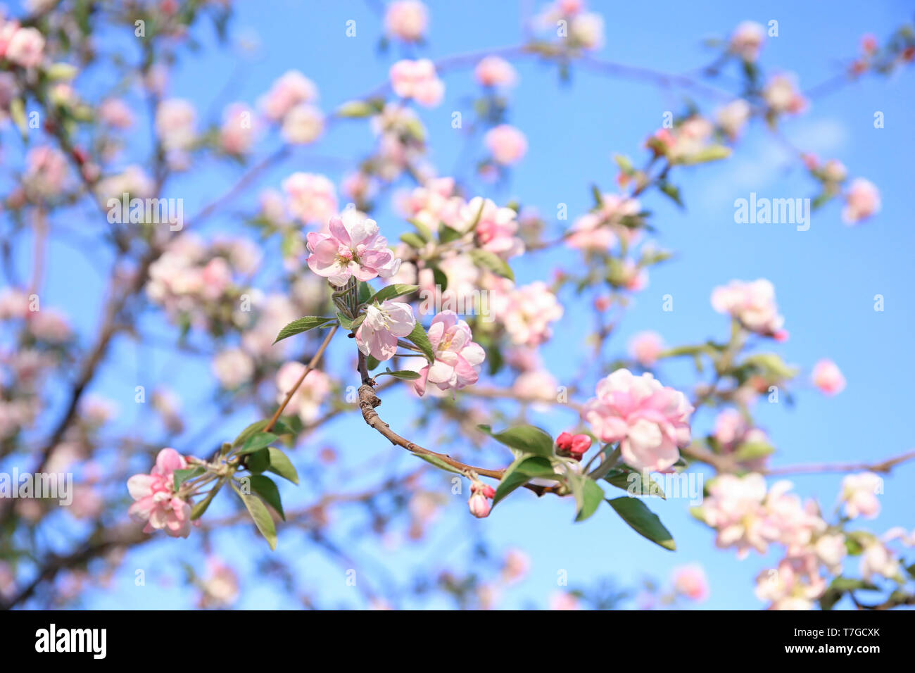 Beautiful blossoming tree branch on sky background Stock Photo - Alamy