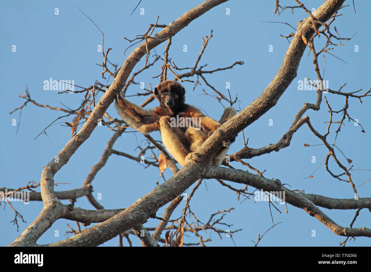 Endangered Von der Decken's sifaka (Propithecus deckenii) sitting in ...