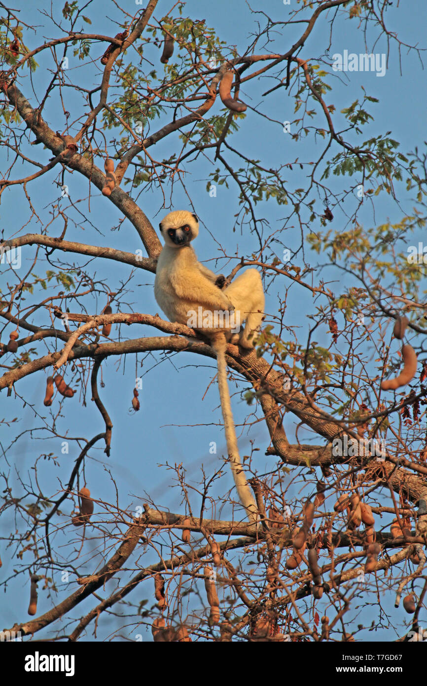 Endangered Von der Decken's sifaka (Propithecus deckenii) sitting in ...