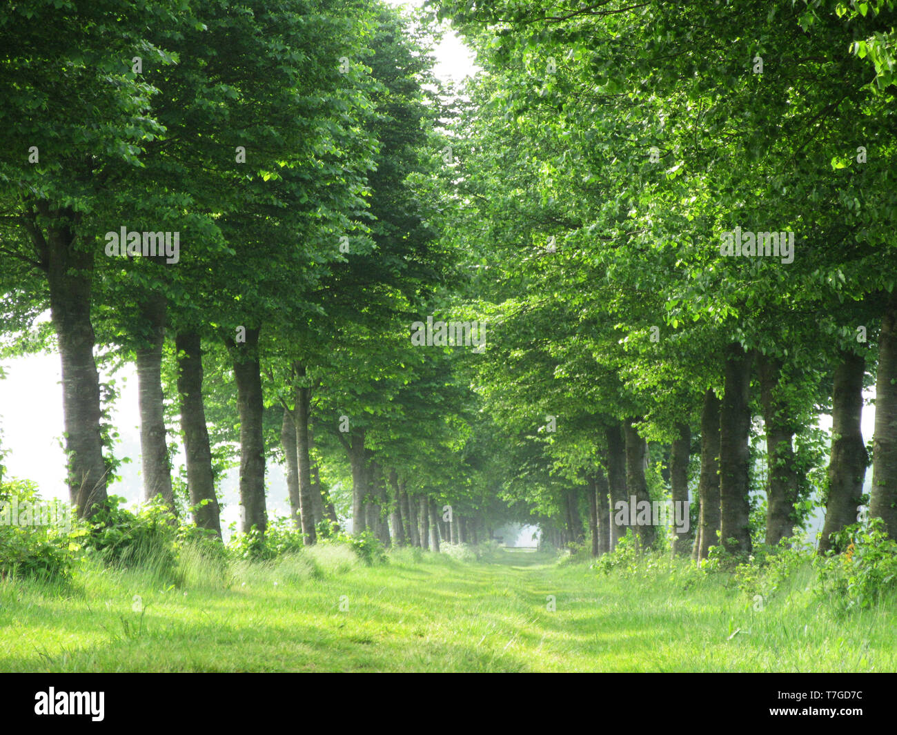 Entrance road to the local nature reserve near Oldeberkoop, Friesland ...