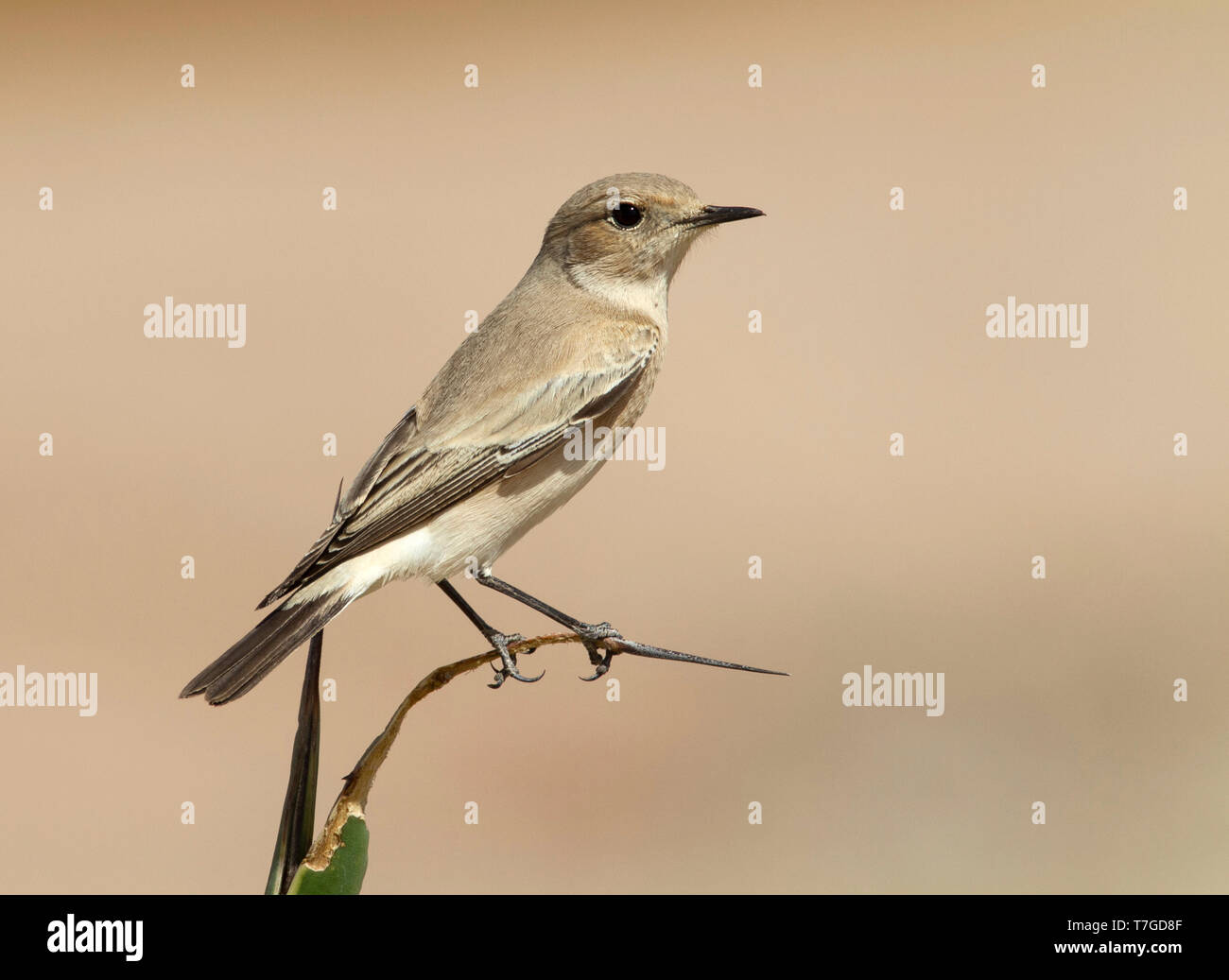 Wheatear in environment hi-res stock photography and images - Alamy