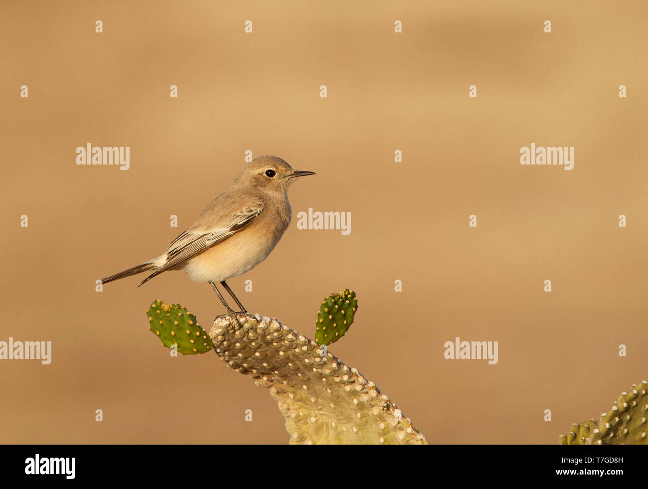 Wheatear in environment hi-res stock photography and images - Alamy
