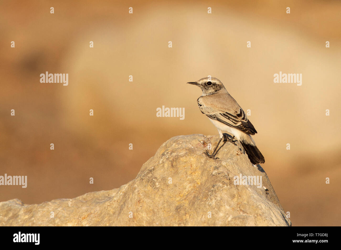 First winter male Desert Wheatear (Oenanthe deserti) during autumn ...