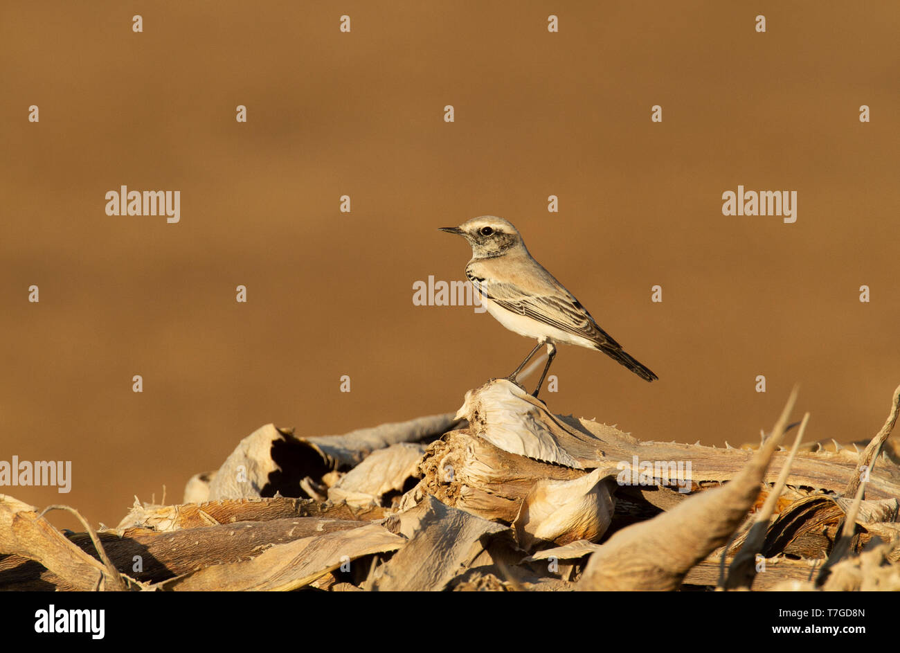 First winter male Desert Wheatear (Oenanthe deserti) during autumn ...