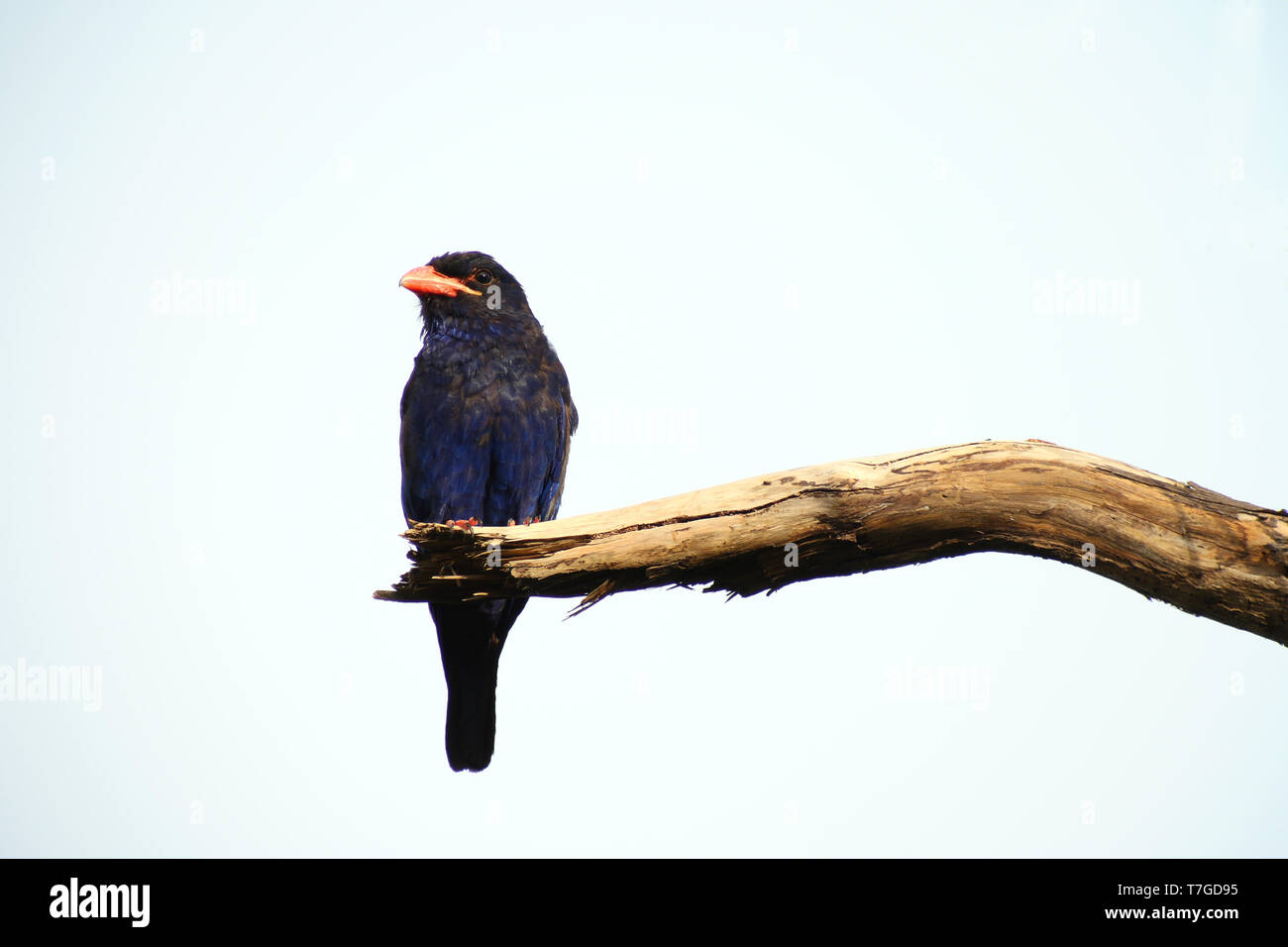 Azure dollarbird (Eurystomus azureus), endemic to the Maluku Islands ...