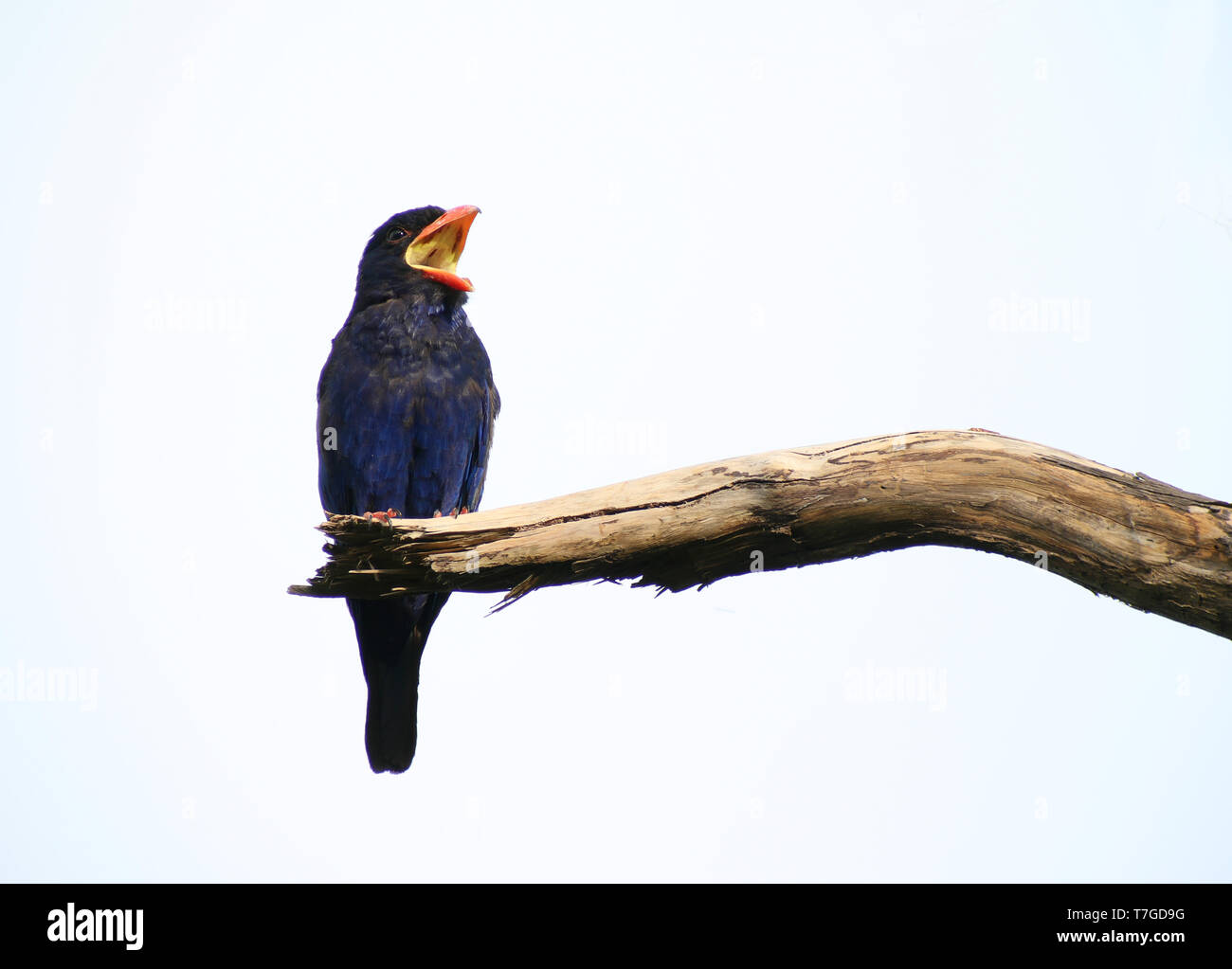 Azure dollarbird (Eurystomus azureus), a colourful endemic to the ...