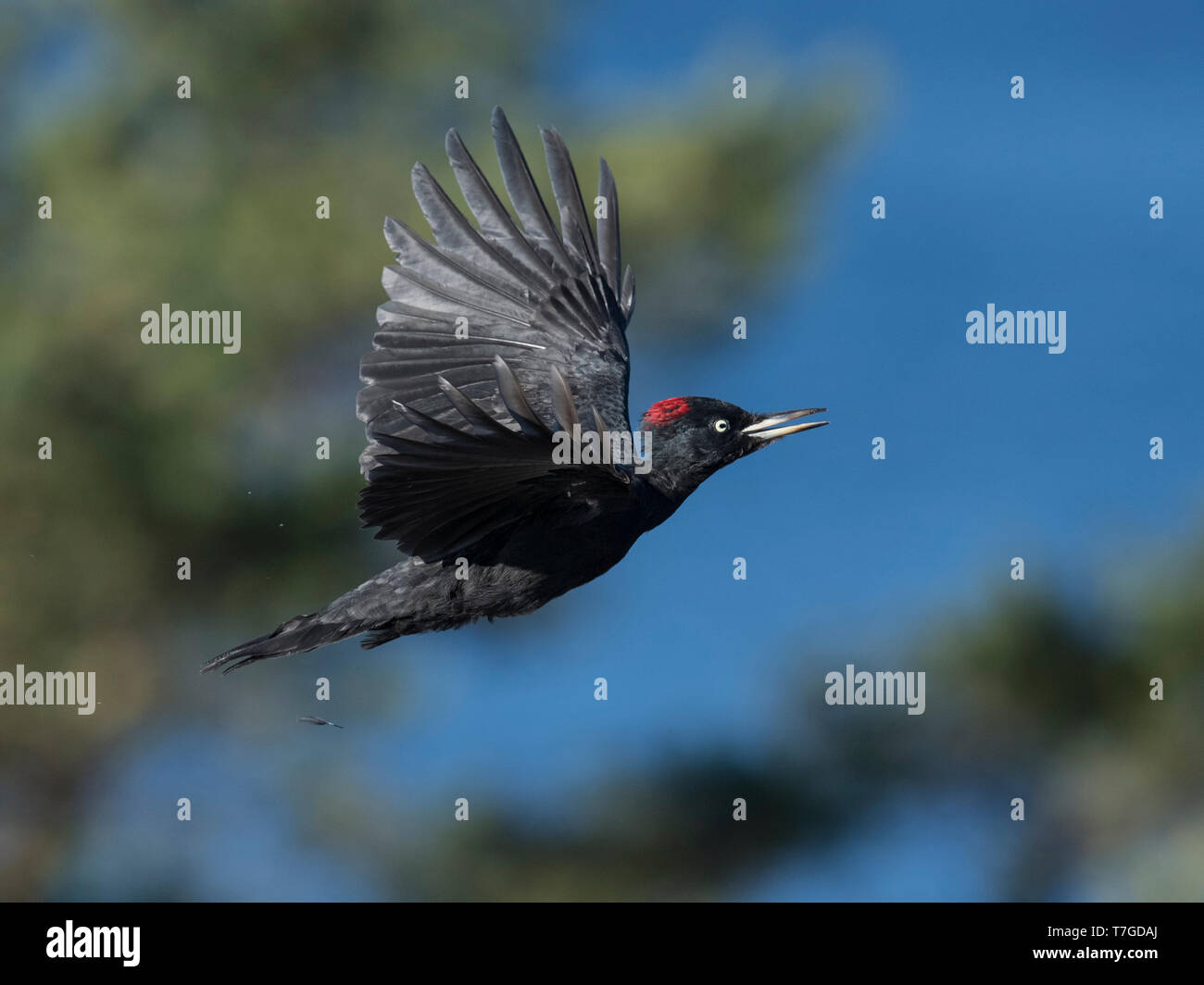 Side view of an adult female Black Woodpecker (Dryocopus martius ...