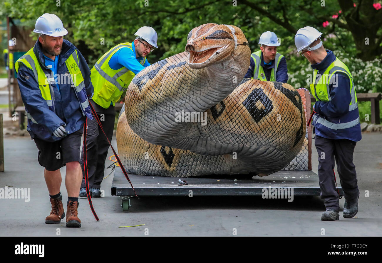 A snake animatronic model is wheeled through Chester Zoo after arriving ...