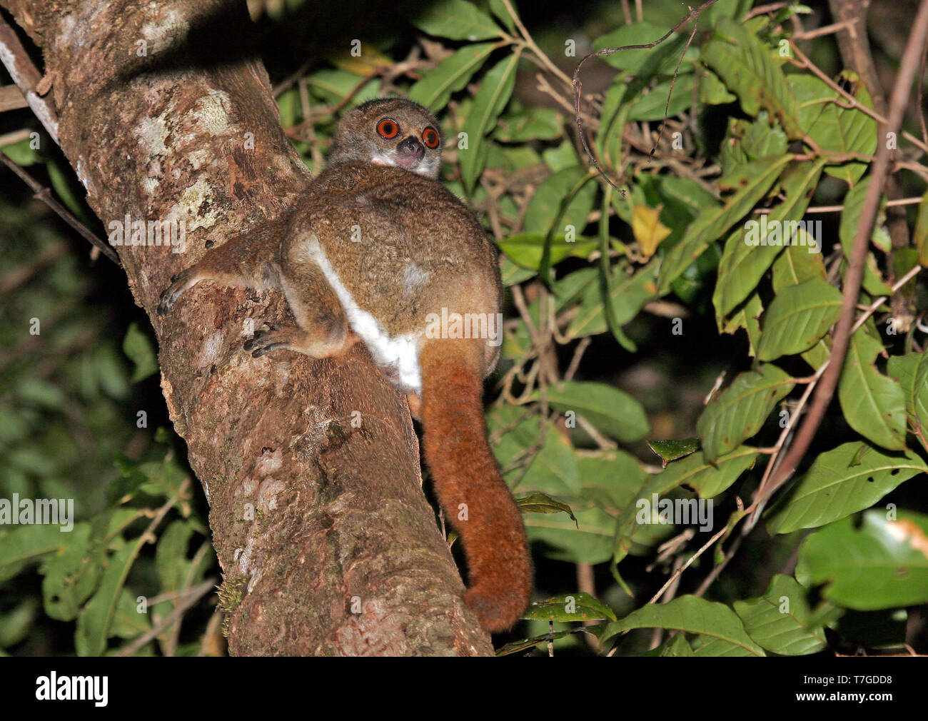 Eastern woolly lemur (Avahi laniger), also known as the eastern avahi ...