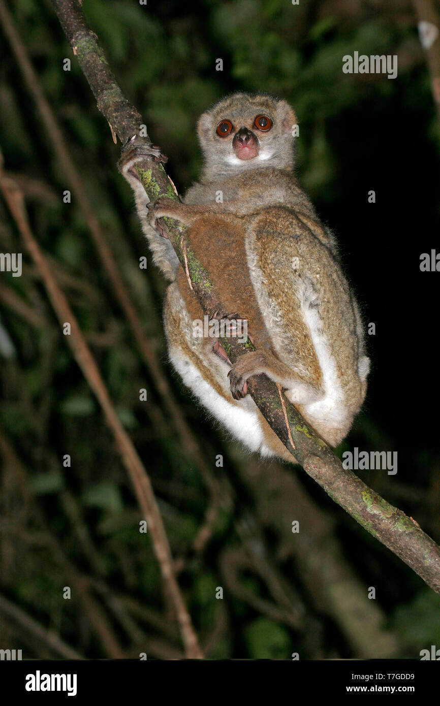 Eastern woolly lemur (Avahi laniger), also known as the eastern avahi ...