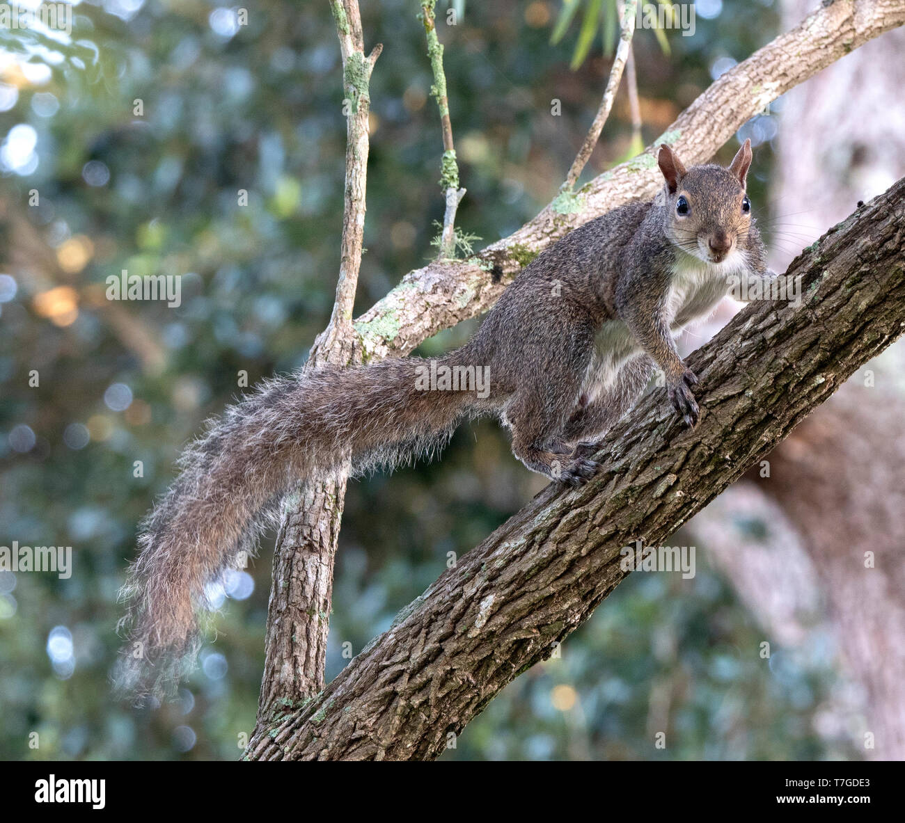 Eastern gray squirrel, Sciurus carolinensis Stock Photo - Alamy