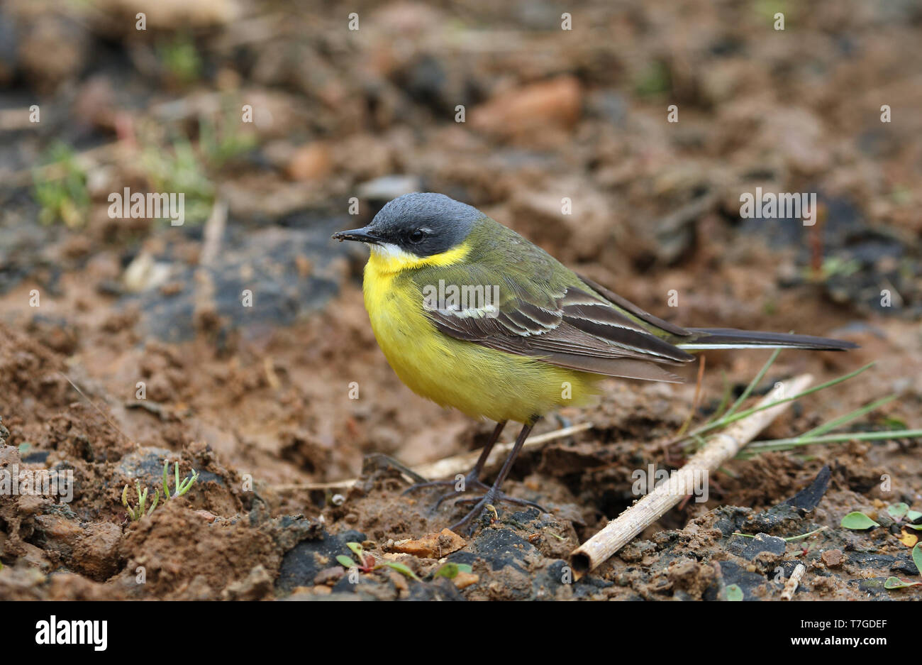 Adult male Eastern Yellow Wagtail (Motacilla tschutschensis plexa ...