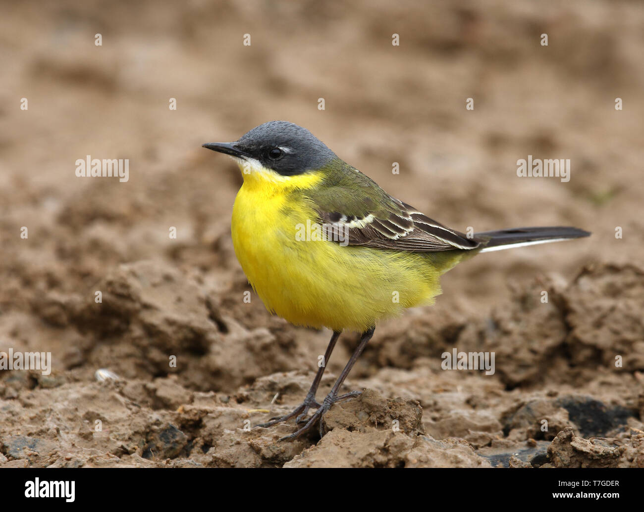 Motacilla tschutschensis hi-res stock photography and images - Alamy