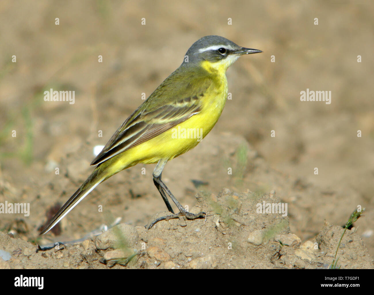 Adult male Eastern Yellow Wagtail (Motacilla tschutschensis ...