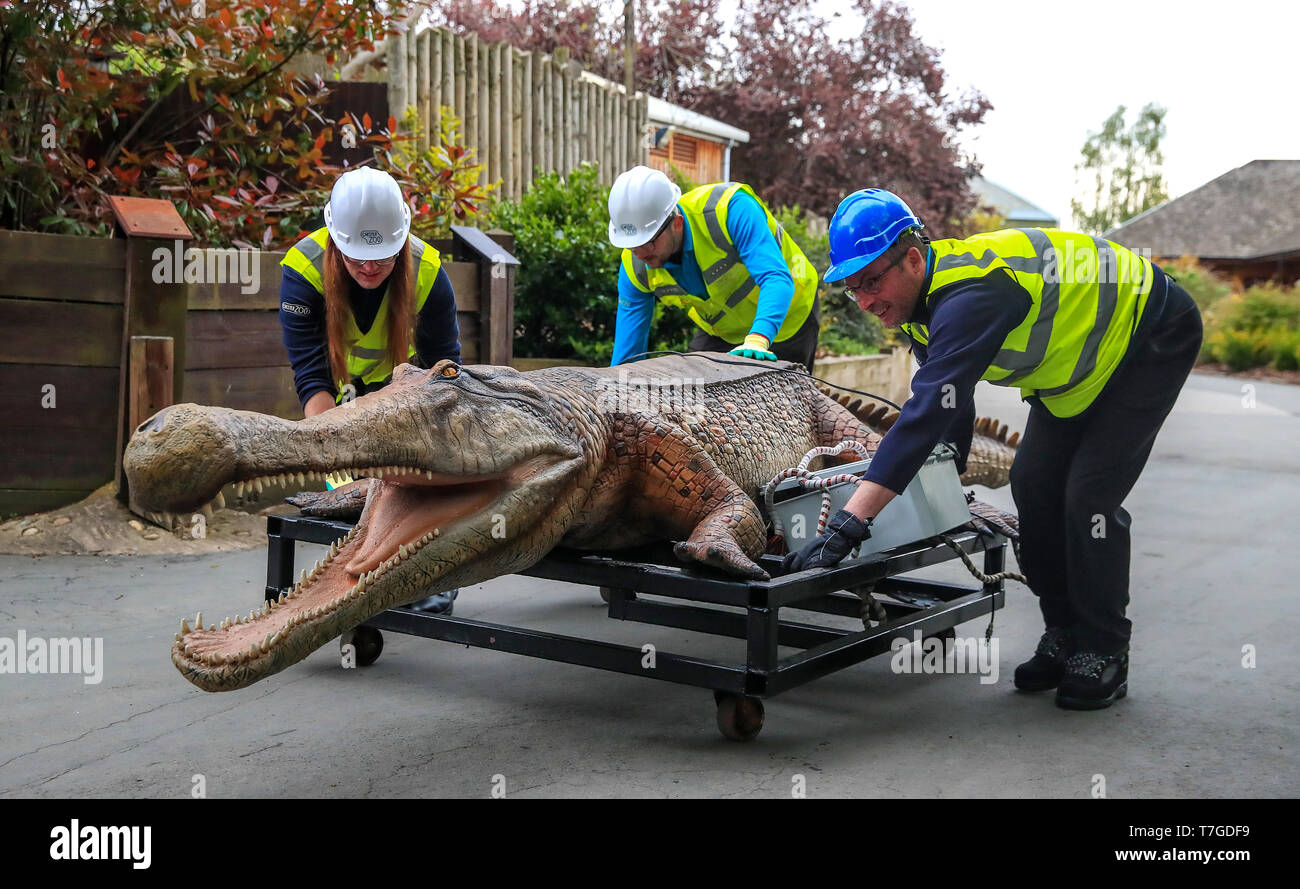 A Sarcosuchus animatronic model is wheeled through Chester Zoo after ...