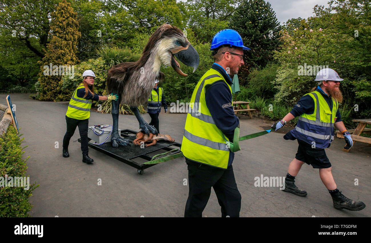 A Terror Bird animatronic model is wheeled through Chester Zoo after ...
