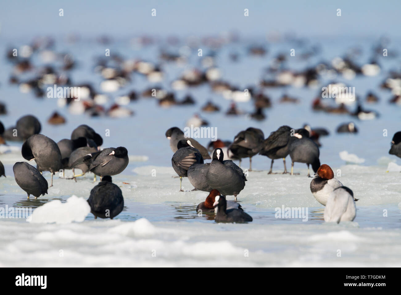 Eurasian Coots (Fulica atra ssp. atra), Switzerland. Adult birds with ...