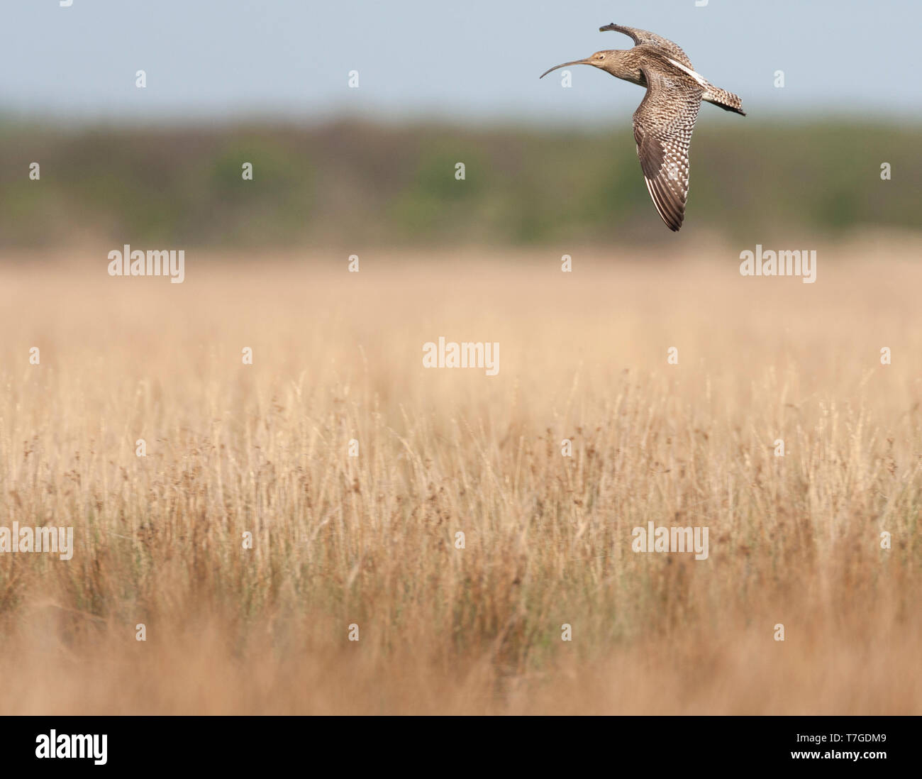 Adult Eurasian Curlew (Numenius arquata) flying above field with low ...