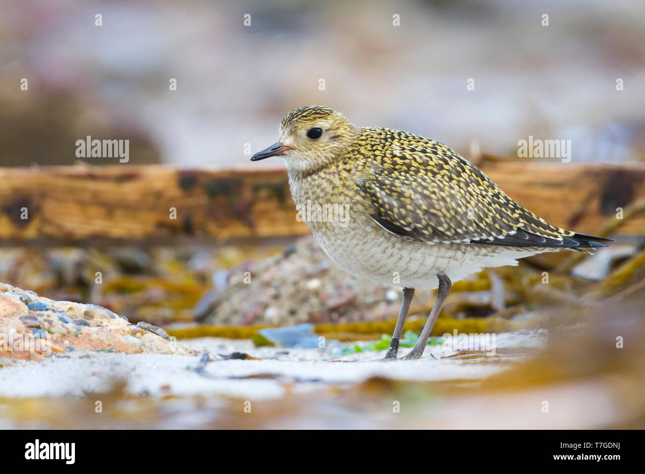 Golden plover winter plumage hi-res stock photography and images - Alamy