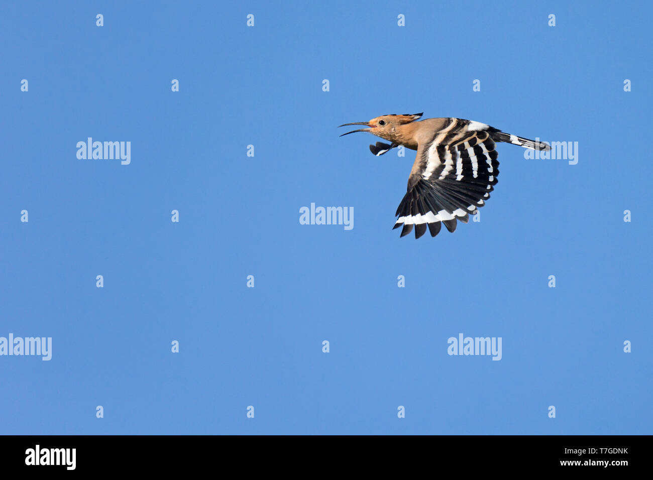 Flying Eurasian Hoopoe (Upupa epops), showing its beautiful banded ...