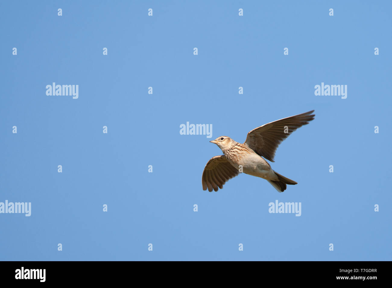 Eurasian Skylark (Alauda arvensis) in the Netherlands. In flight, seen ...