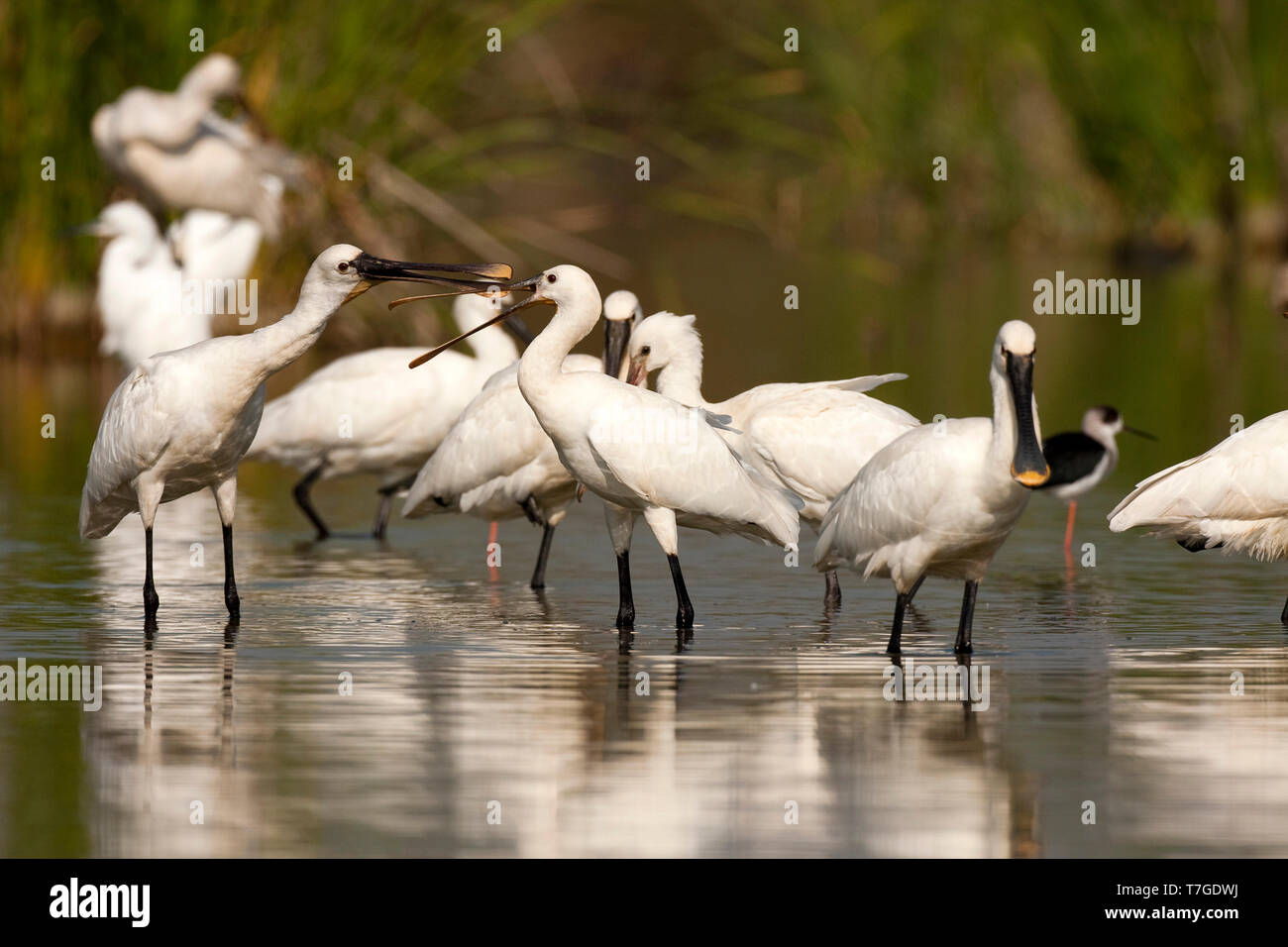 Eurasian Spoonbill, Platalea leucorodia Stock Photo - Alamy