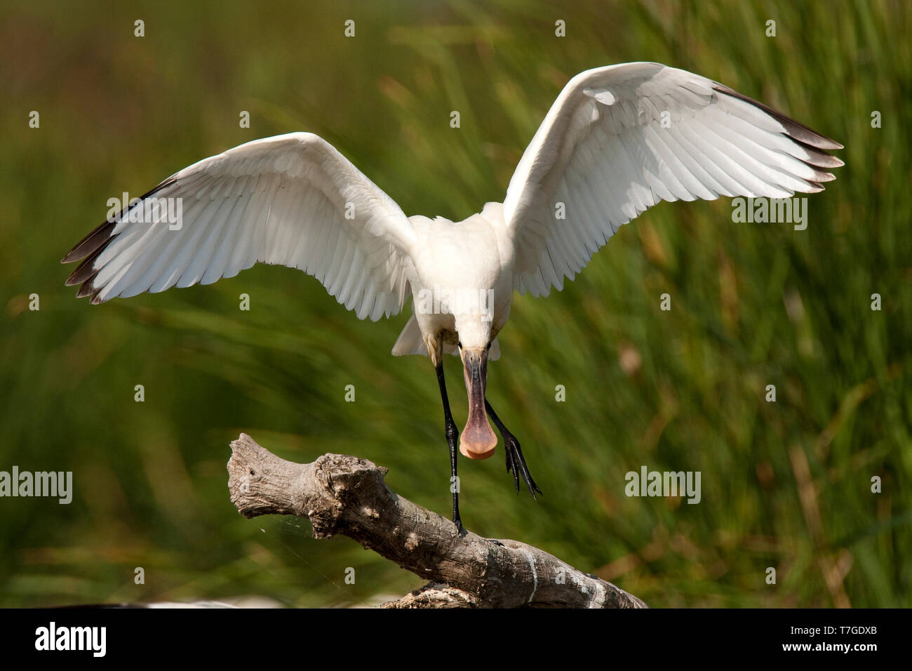 Eurasian Spoonbill, Platalea leucorodia Stock Photo - Alamy