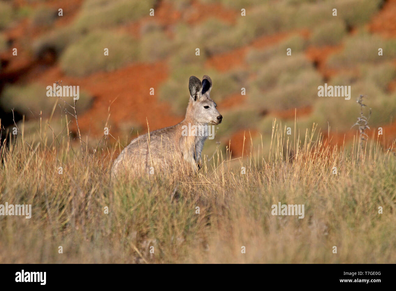 Euro common wallaroo hi-res stock photography and images - Alamy