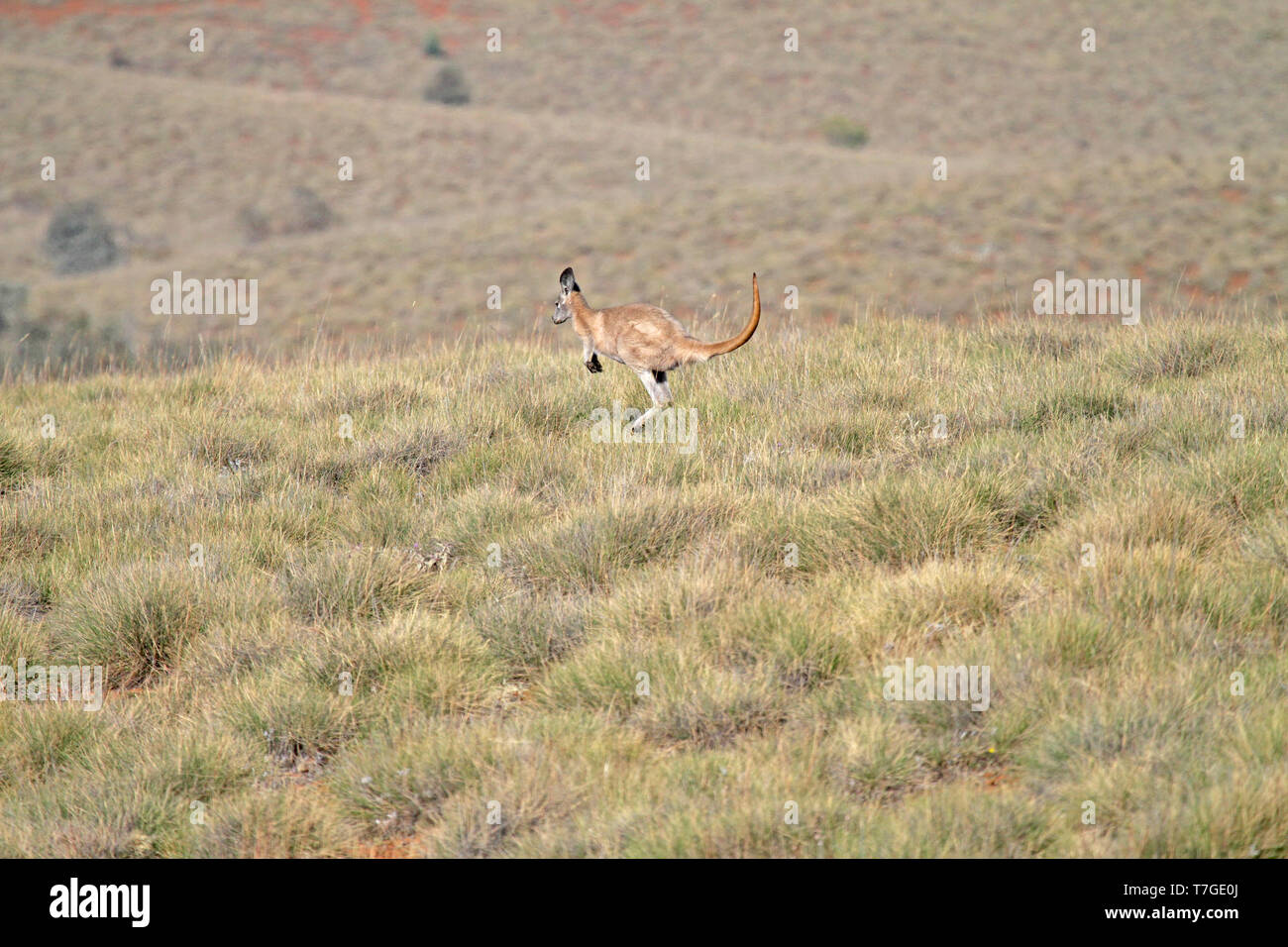 Common wallaroo macropus robustus hi-res stock photography and images ...