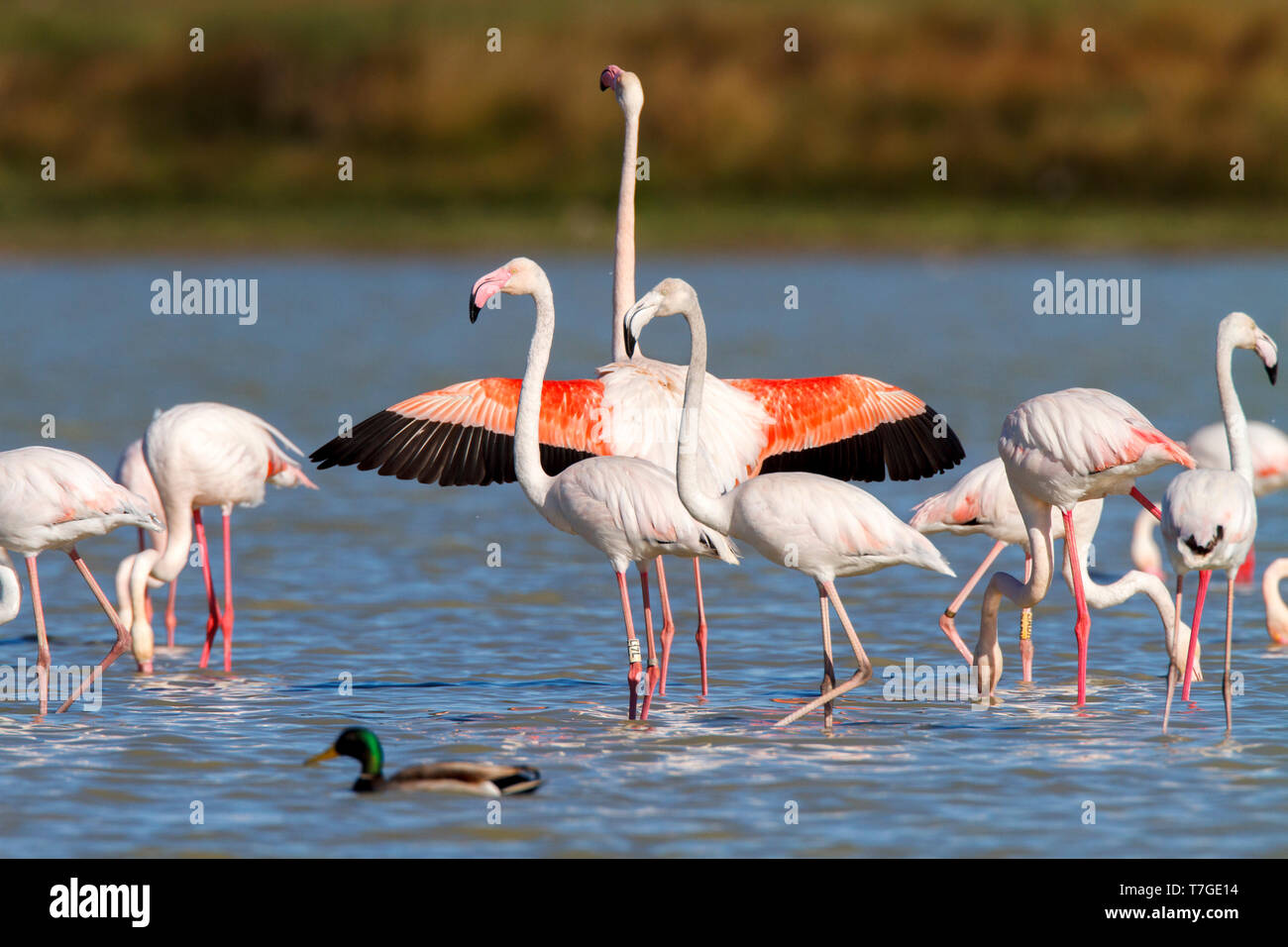 Europese flamingo hi-res stock photography and images - Alamy