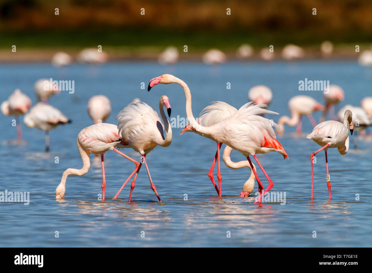 Flamant rose hi-res stock photography and images - Alamy