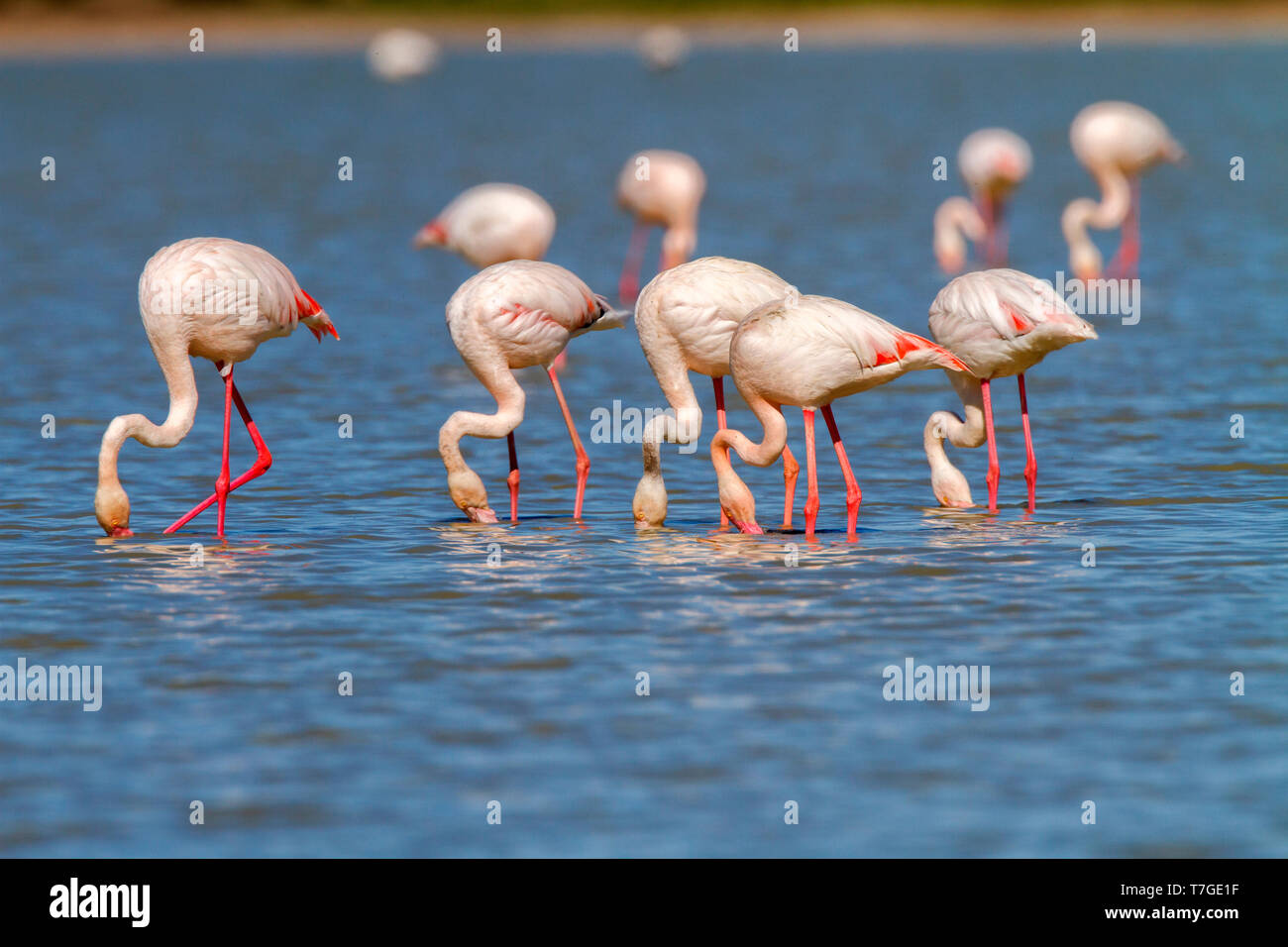 Europese flamingo hi-res stock photography and images - Alamy
