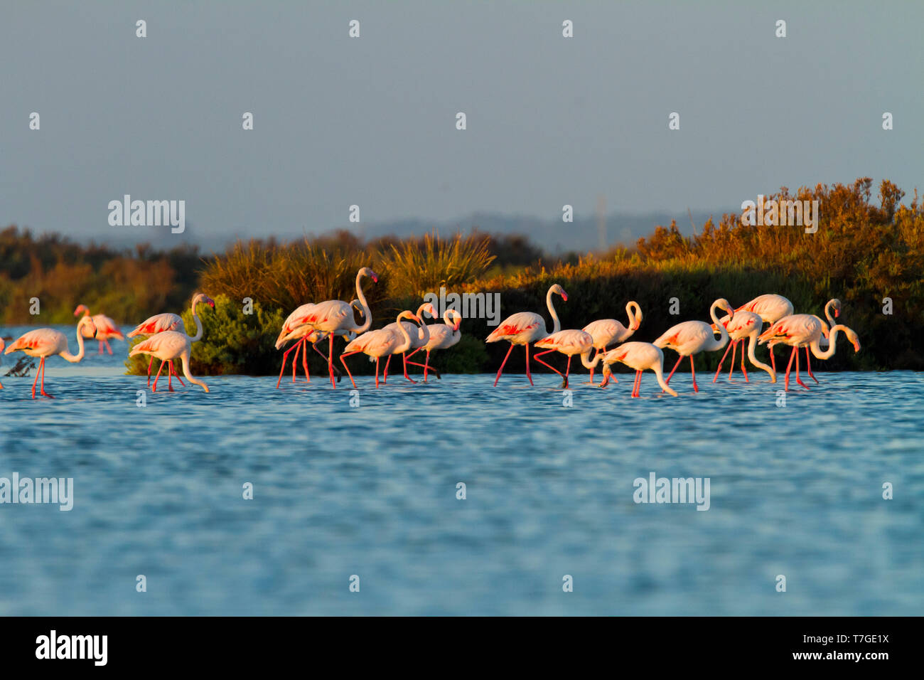 Europese flamingo hi-res stock photography and images - Alamy