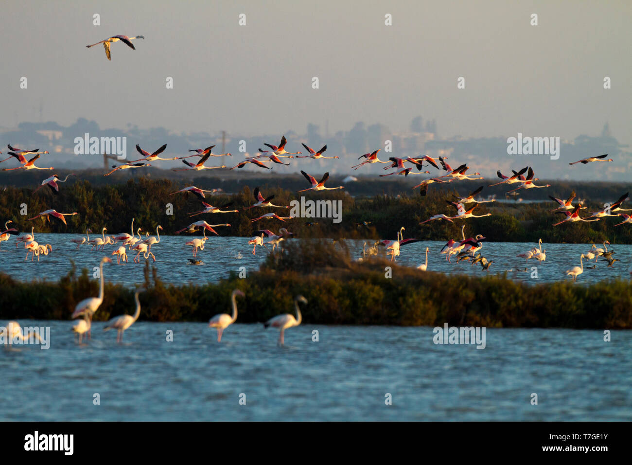 Salines flamingo hi-res stock photography and images - Alamy