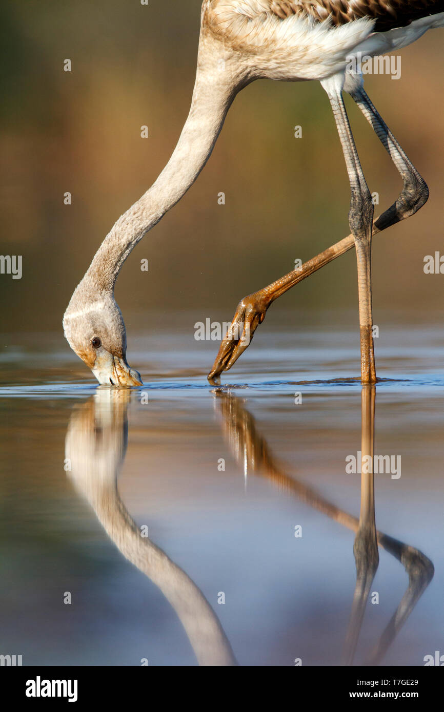 Europese flamingo hi-res stock photography and images - Alamy