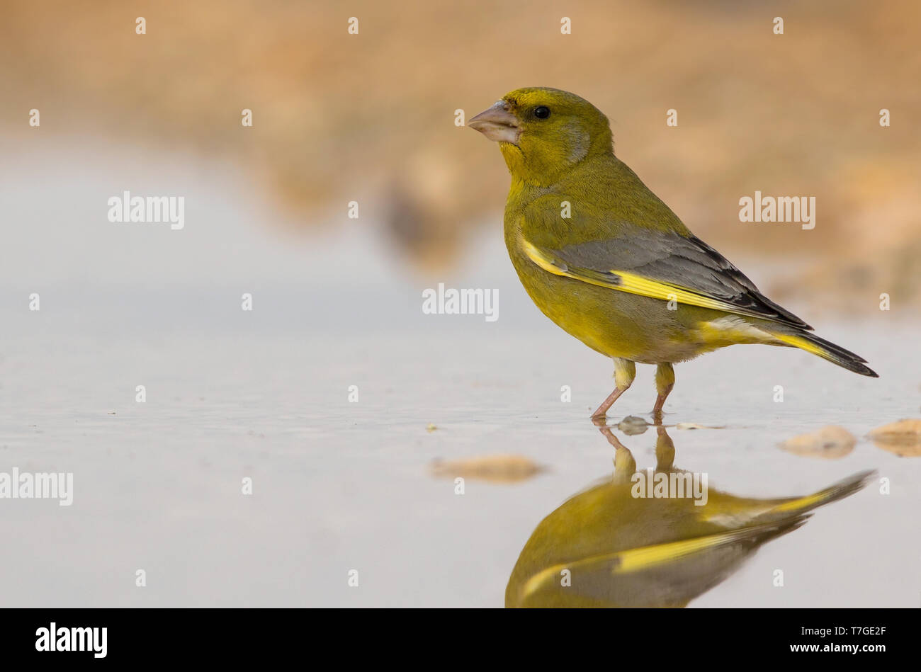 European Greenfinch standing in a drinking pool in the southern Negev ...
