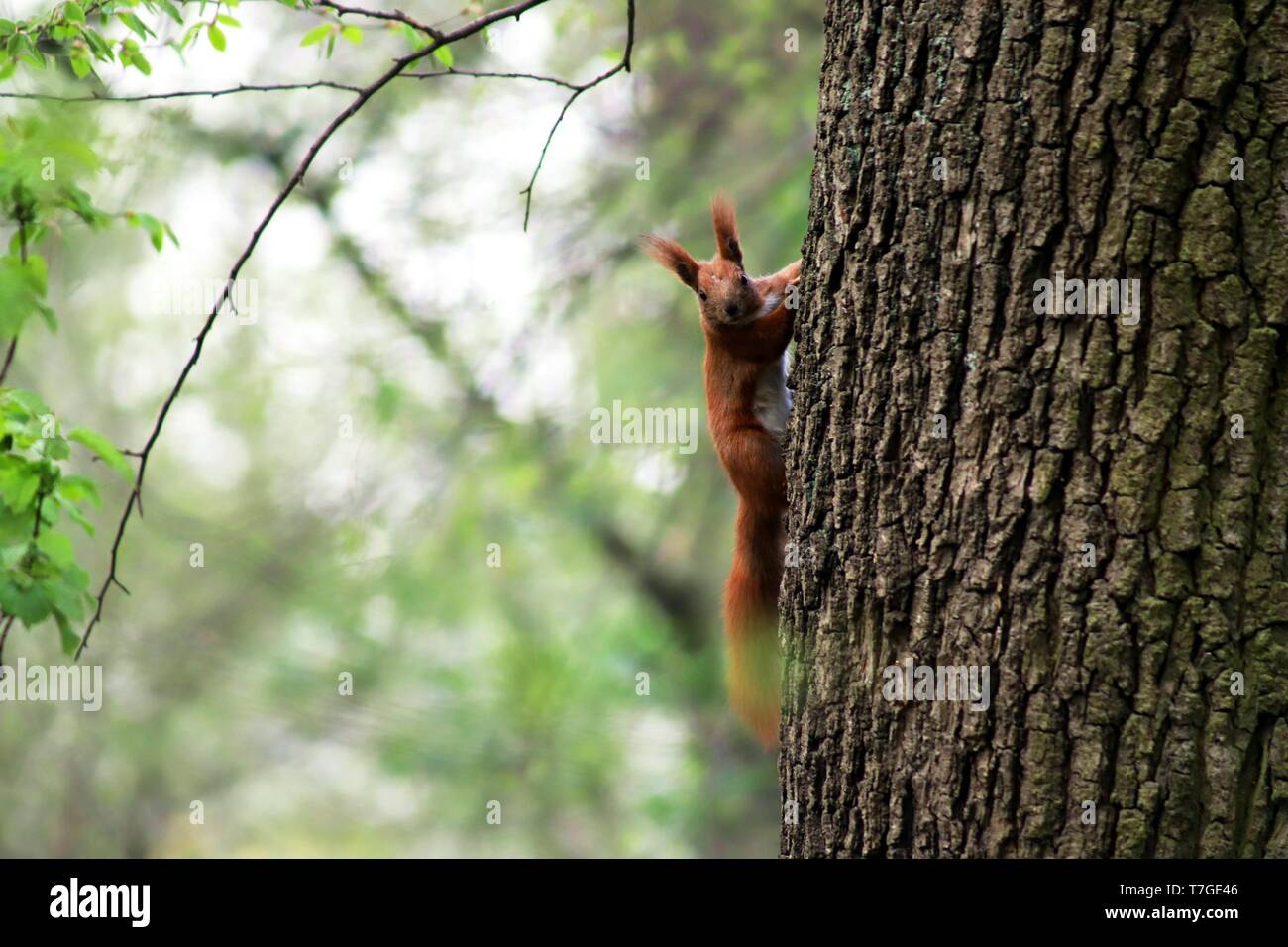 Squirrel looking forward hi-res stock photography and images - Alamy