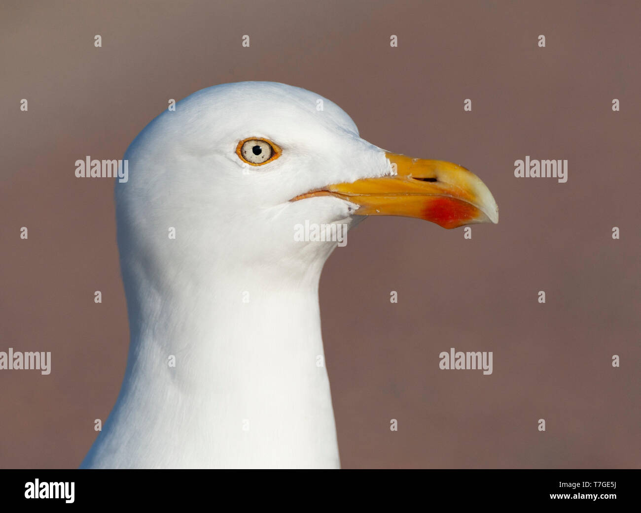 Profile view on large hi-res stock photography and images - Alamy