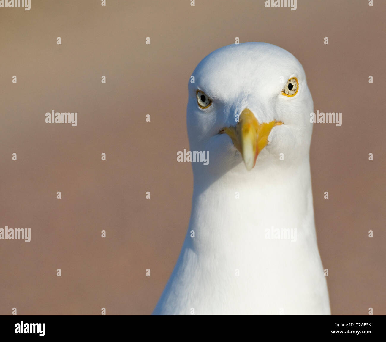Intense stare of an adult European Herring Gull (Larus argentatus) on ...